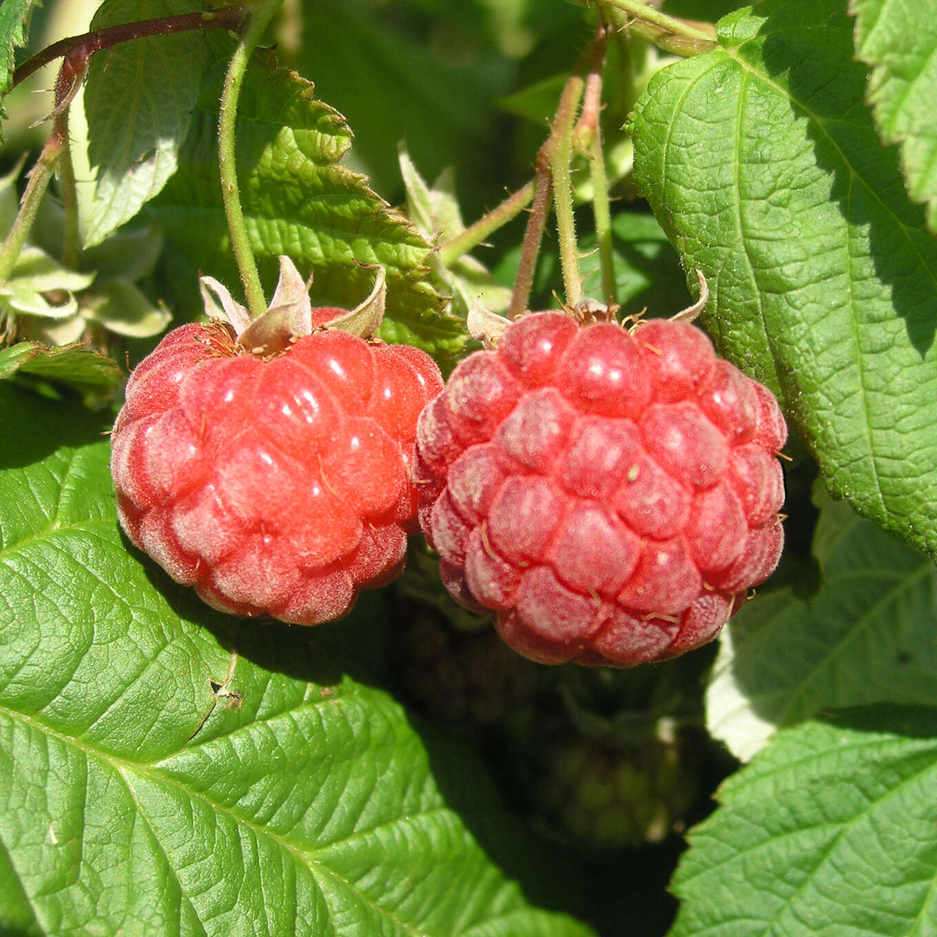 Himbeere - Rubus idaeus 'Glen Ample' - weiß