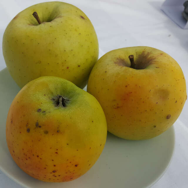Apfel | Vom Gärtner mit Anwuchsgarantie kaufen - rasche Lieferung