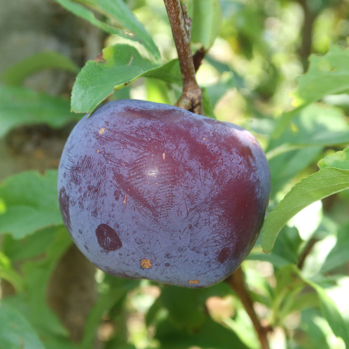 Japanische Pflaume Prunus Salicina Black Amber