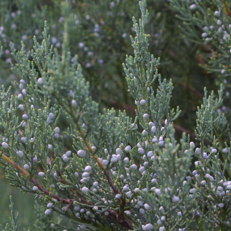 Virginischer Baumwacholder - Juniperus virginiana 'Burkii'