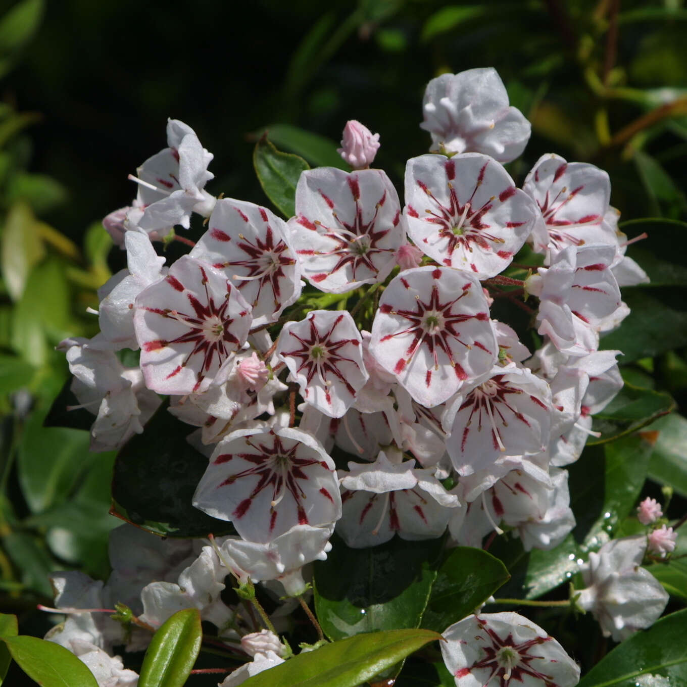 Berglorbeer, Porzellanstrauch - Kalmia latifolia 'Peppermint' - weiß