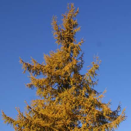 Europäische Lärche - Larix decidua - grün