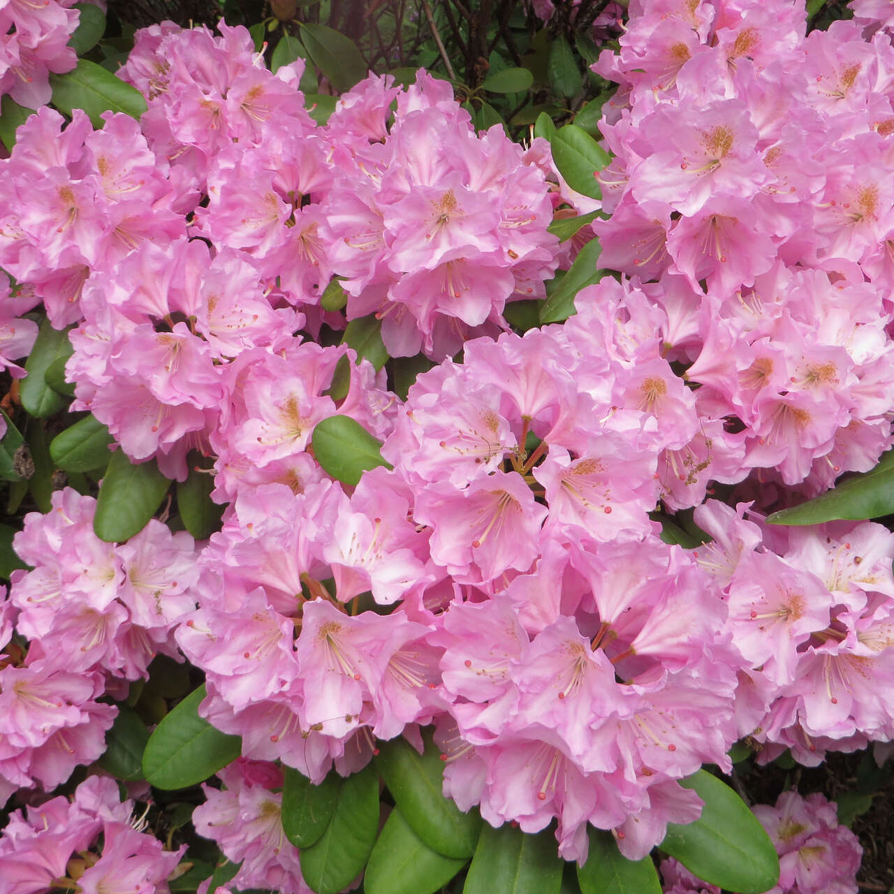 Rhododendron - Rhododendron INKARHO - rosa - rosa