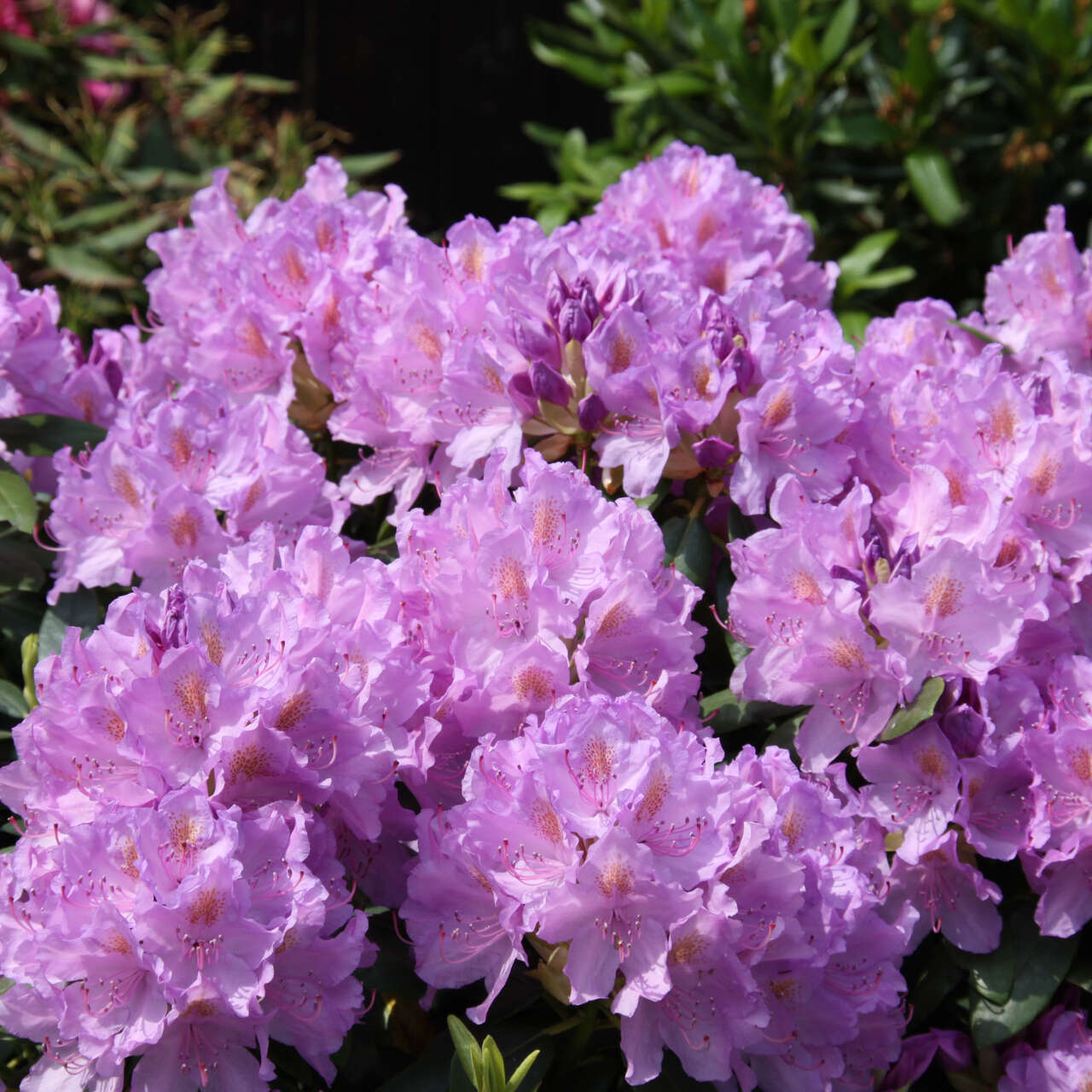 Rhododendron - Rhododendron INKARHO - lila - lila
