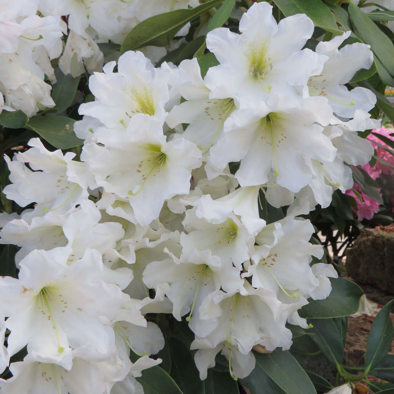 Rhododendron - Rhododendron INKARHO - weiß - weiß