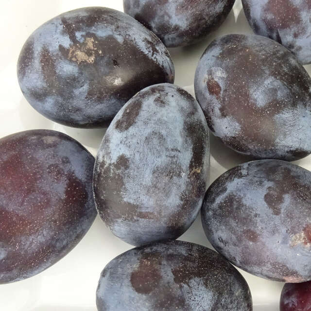 Zwetschke/Pflaume | Vom Gärtner mit Anwuchsgarantie kaufen - rasche ...