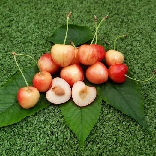 Kirsche - Prunus avium 'Große schwarze Herzkirsche' - weiß