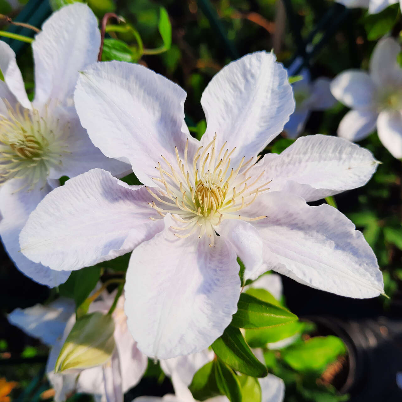 Waldrebe, Großblumige Garten-Clematis - Clematis 'Bellissima' - rosa