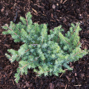 Strandwacholder - Juniperus conferta 'Schlager' - grün