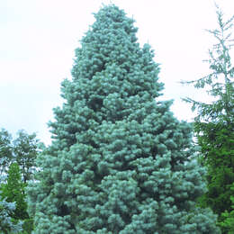 Heimische Tanne - Abies alba - grün