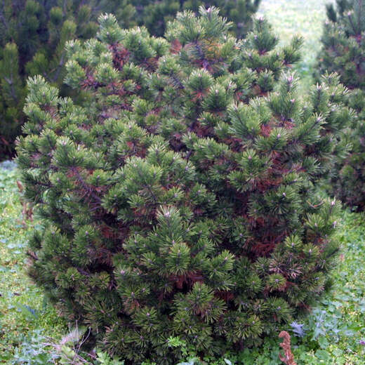 Hohe Bergkiefer, Latsche - Pinus mugo - grün