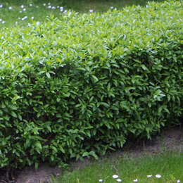 Immergrüner Liguster - Ligustrum ovalifolium - weiß