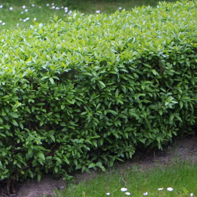 Zwerg-Liguster - Ligustrum vulgare 'Lodense' - weiß