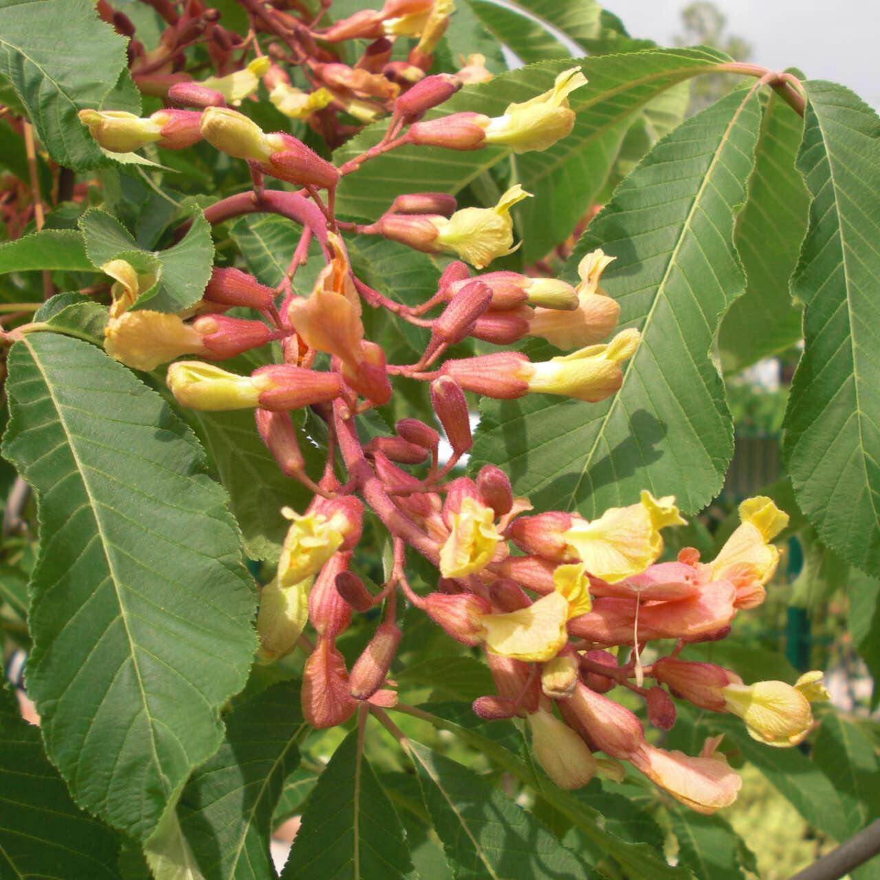 Orangeblühende Kastanie - Aesculus mutabilis 'Penduliflora' - rot
