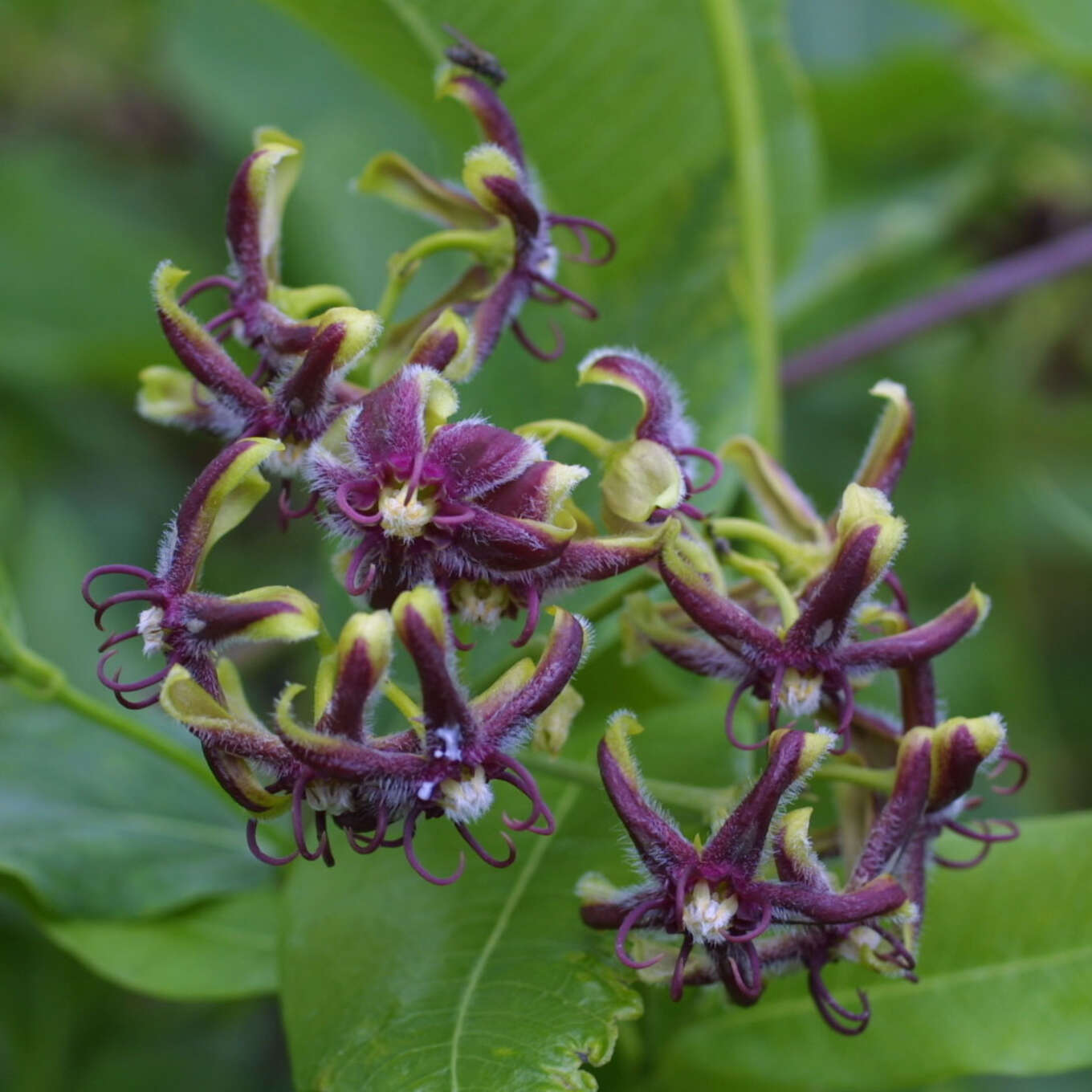 Baumschlinge - Periploca graeca - violett