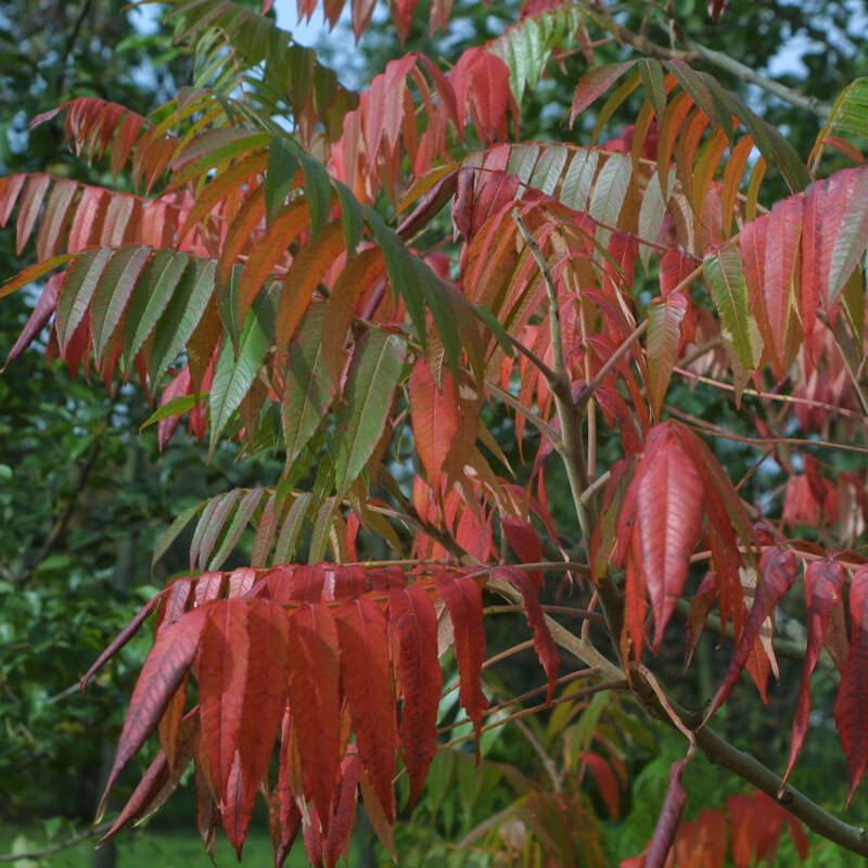 Essigbaum - Rhus typhina - grün