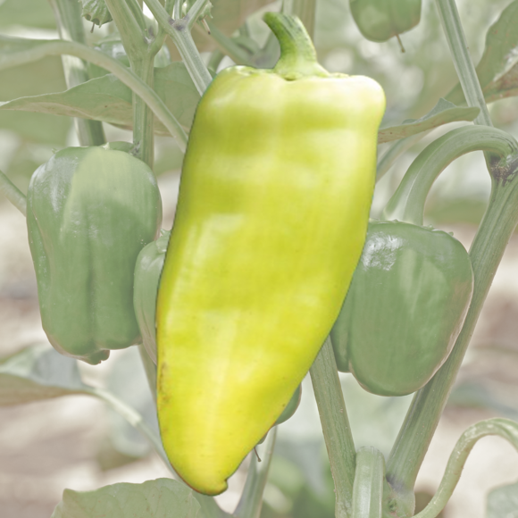 Paprika Ungarischer Spitz - gelb