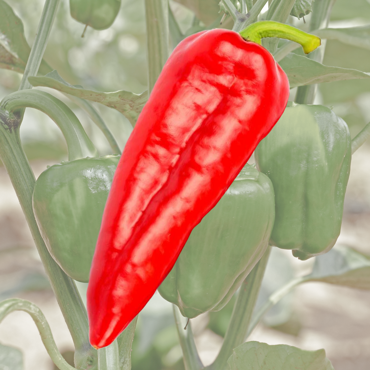 Bullhornpaprika rot - rot