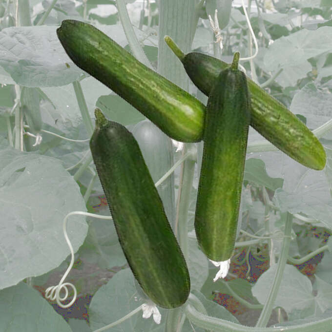 Snackgurke - grün
