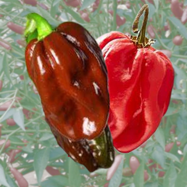 Habanero Chili - rot