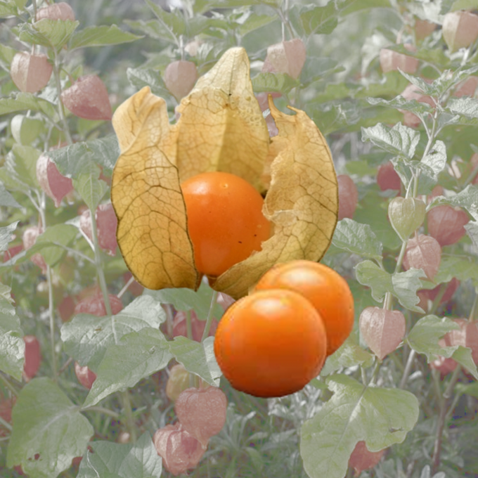 Physalis Schönbrunner Gold - orange