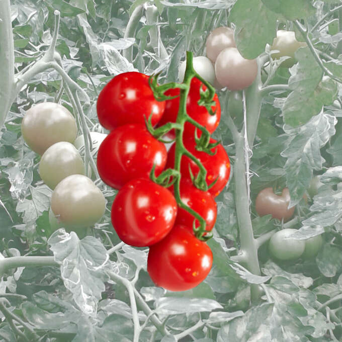 Kirschtomate rot - rot