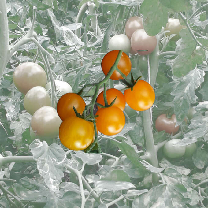 Kirschtomate gelb - gelb
