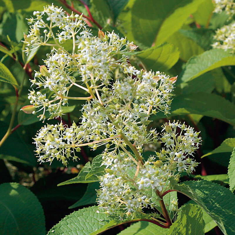 Dreiflügelfrucht - Tripterygium regelii - weiß