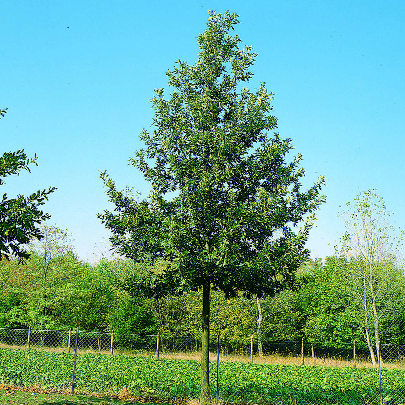 Zerreiche - Quercus cerris - grün