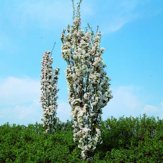 Kurilenkirsche - Prunus nipponica 'Ruby' - rosa