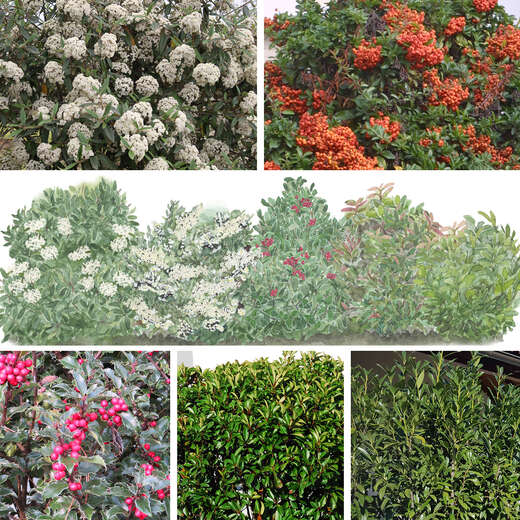 Glanzmispel - Photinia fraseri 'Red Robin' in Baumschulqualität aus ...