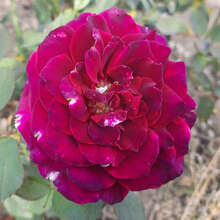Moderne Edelrose - Rose 'Black Perfumella' - rot