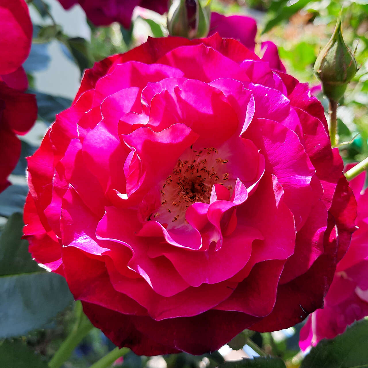 Moderne Strauchrose - Rose 'Blue Eden' - blau