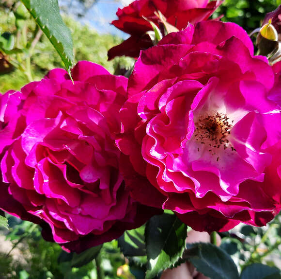 Moderne Strauchrose - Rose 'Blue Eden' - blau