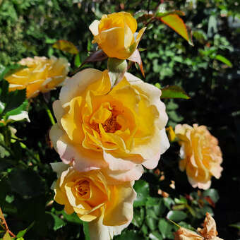 Beetrose - Rose 'Sunmaid' - gelb