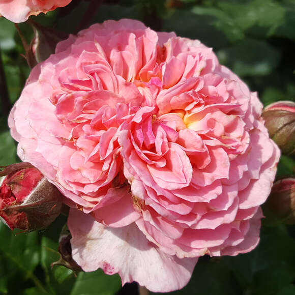 Essbare Rose, Beetrose - Rose 'Theo Clevers' - rosa