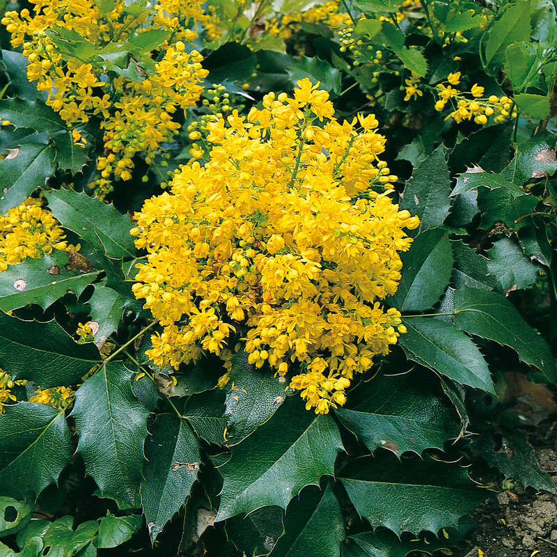 Mahonie - Mahonia aquifolium 'Apollo' - gelb