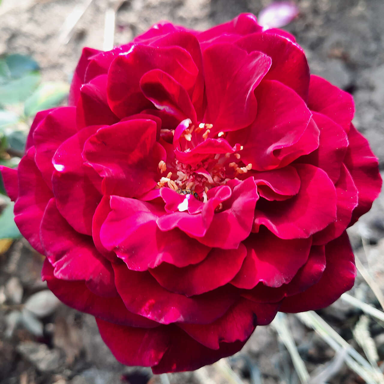 Moderne Edelrose - Rose 'Black Perfumella' - rot