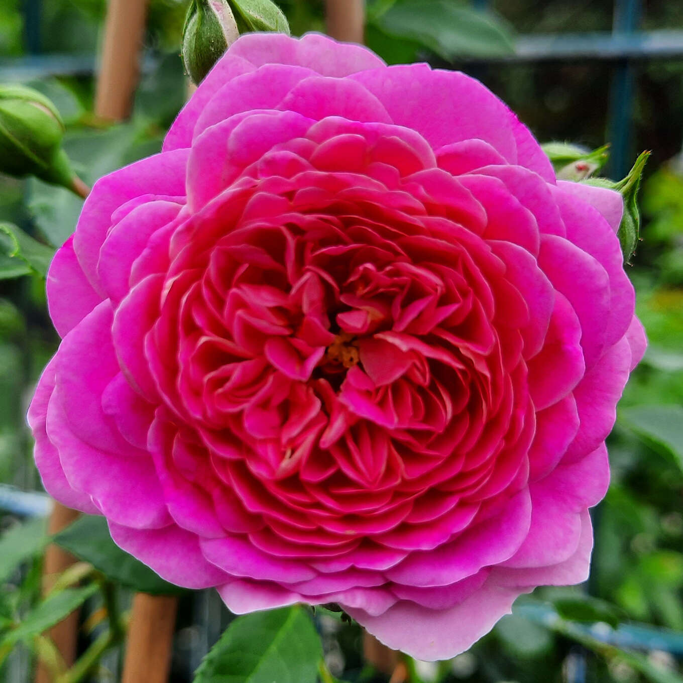 Moderne Kletterrose, Mini-Rambler - Rose 'Starlet Melina' - rosa