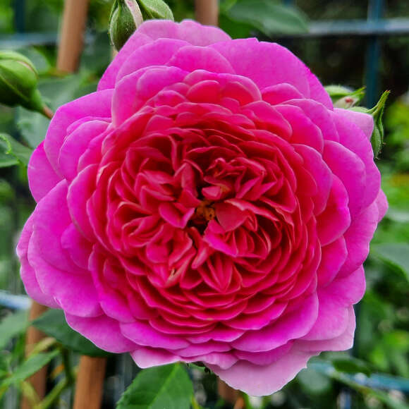 Moderne Kletterrose, Mini-Rambler - Rose 'Starlet Melina' - rosa