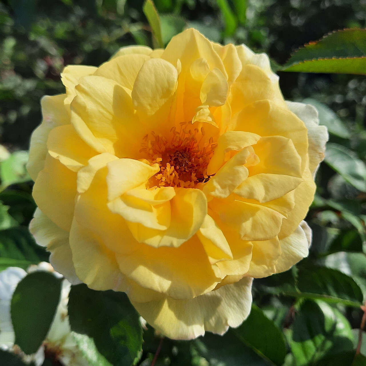 Essbare Rose, Beetrose - Rose 'Nadia Zerouali' - gelb