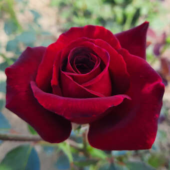 Moderne Edelrose - Rose 'Black Perfumella' - rot