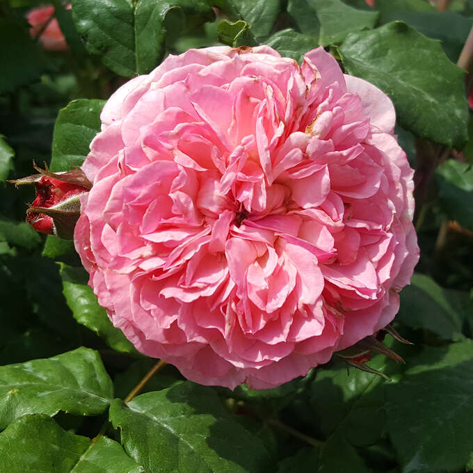 Essbare Rose, Beetrose - Rose 'Theo Clevers' - rosa