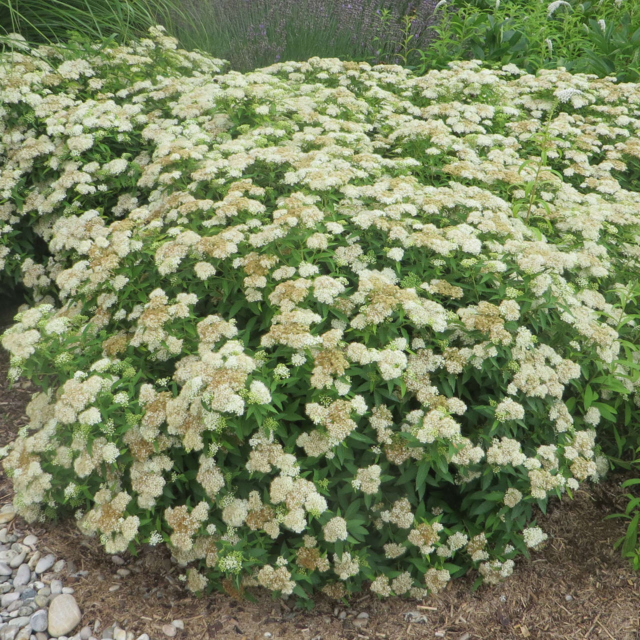 Japanspiere - Spiraea japonica 'Albiflora' - weiß