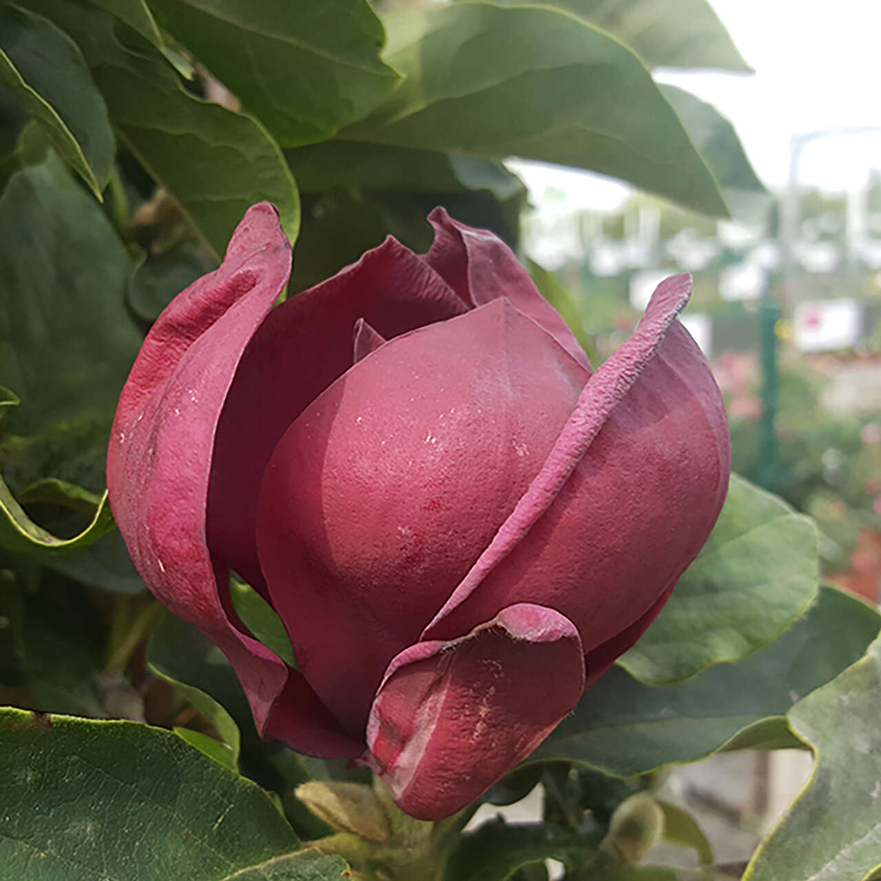 Großblumige Magnolie - Magnolia 'Felix Jury' - rosa