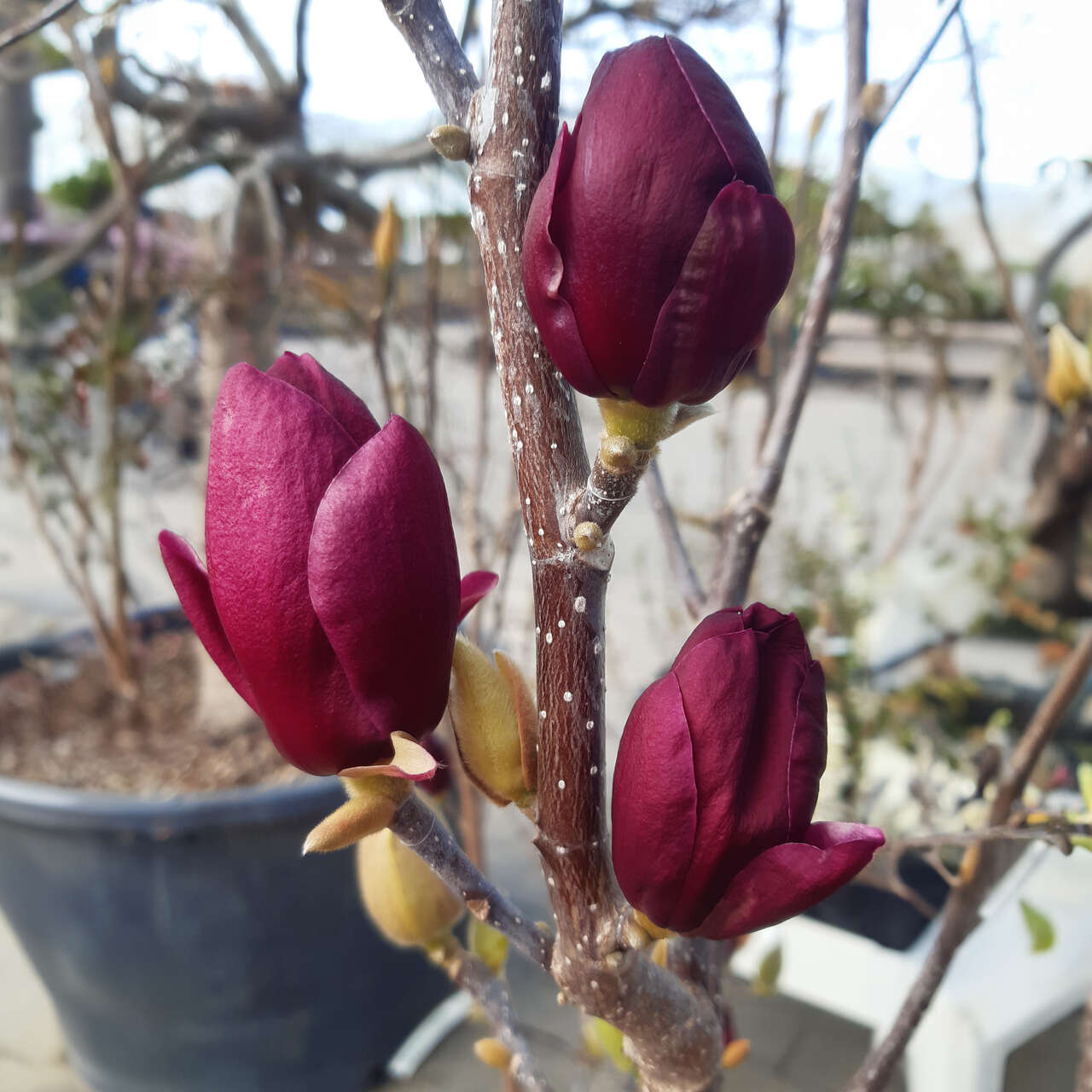 Großblumige Magnolie - Magnolia 'Felix Jury' - rosa