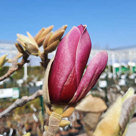 Großblumige Magnolie - Magnolia 'Felix Jury' - rosa