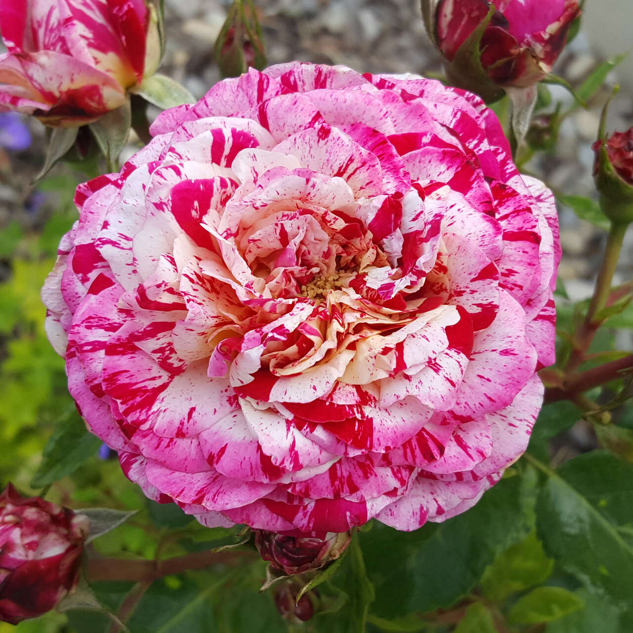 Beetrose - Rose 'Abracadabra' - rosa, mehrfärbig
