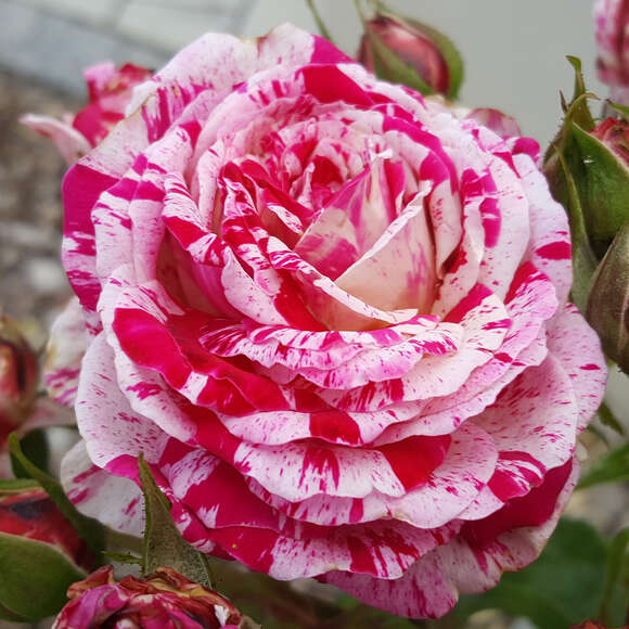 Beetrose - Rose 'Abracadabra' - rosa, mehrfärbig