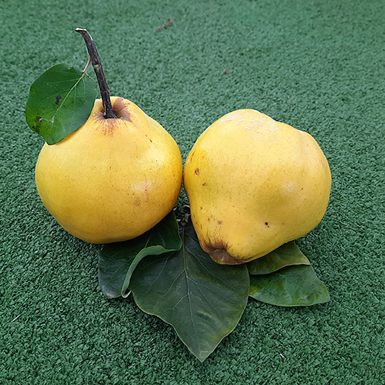 Birnenquitte - Cydonia 'Orangenquitte' - weiß